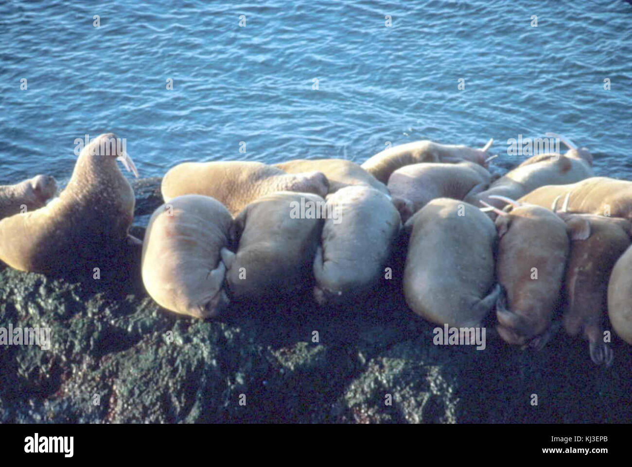 Walruses laying clinging to each other on small rocky shore Stock Photo ...