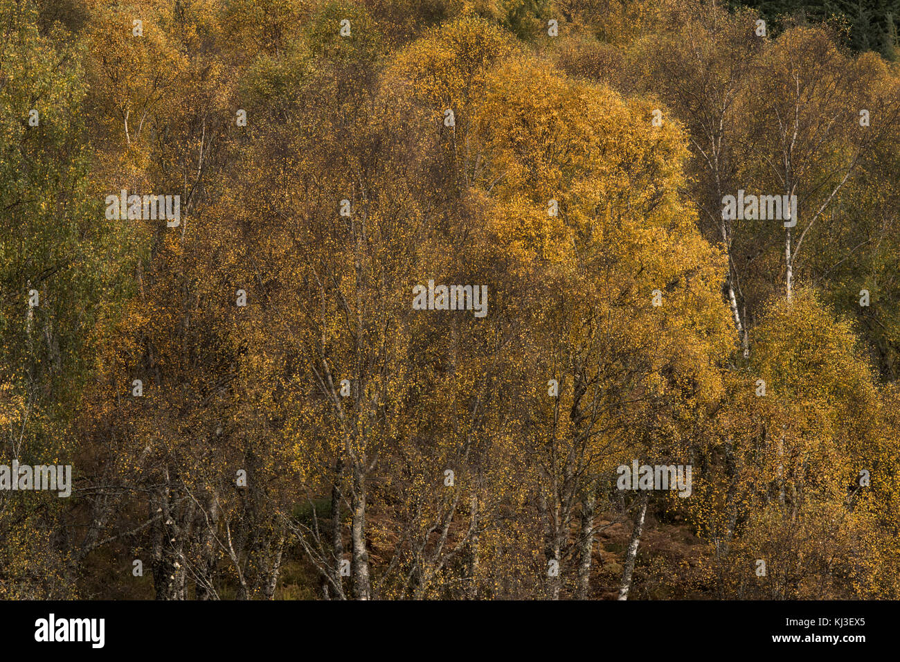 Trees in a forest in Autumn in Scotland Stock Photo - Alamy