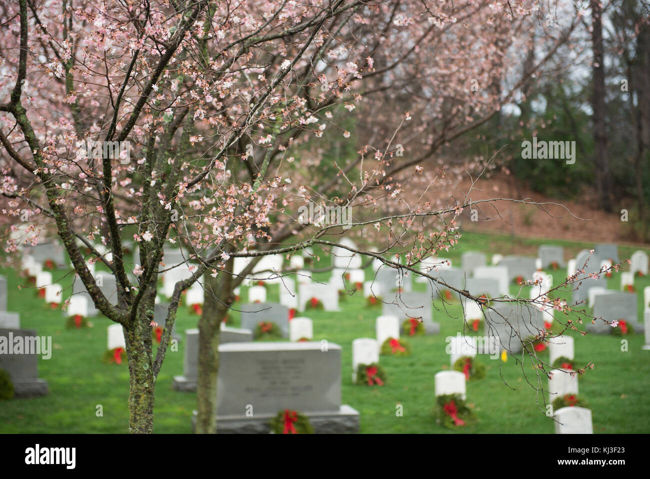 Autumn Flowering Cherry trees in Arlington National Cemetery ...
