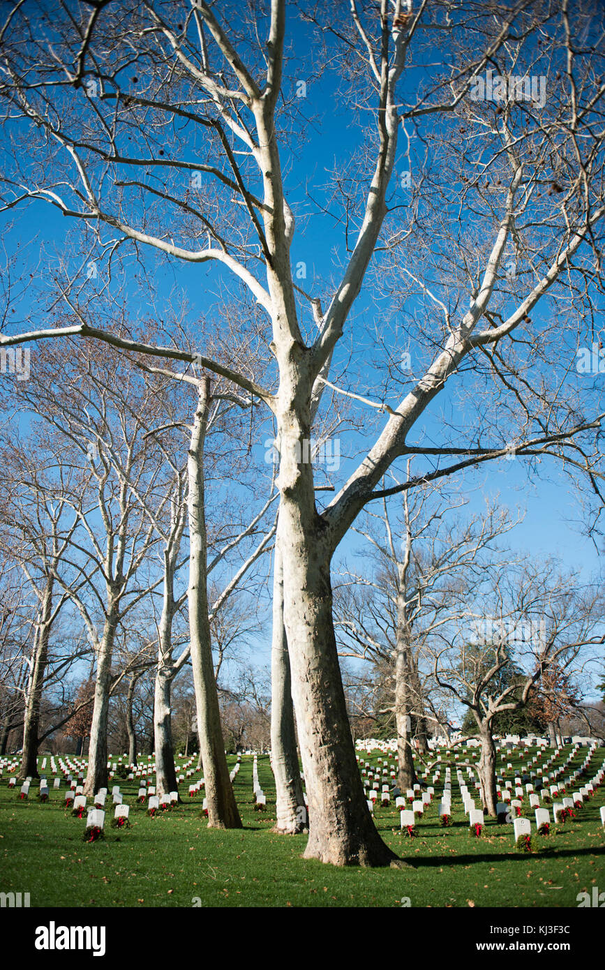 Planetree hi-res stock photography and images - Alamy