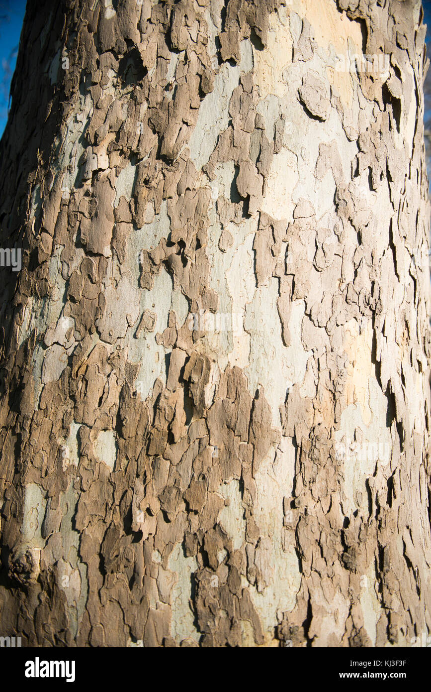 Planetree hi-res stock photography and images - Alamy