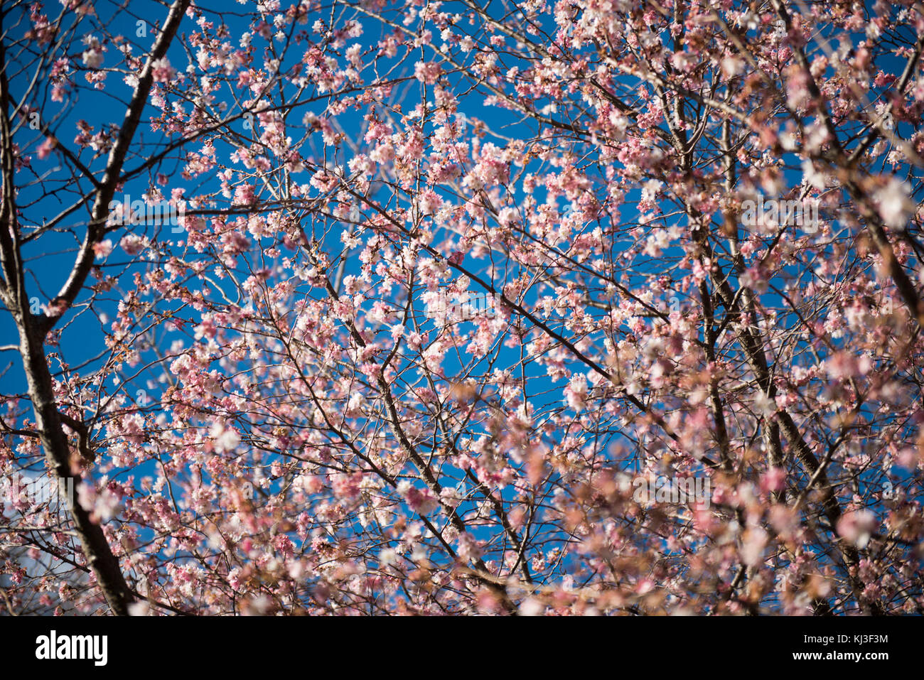 Flowering Ancient Cherry Trees High Resolution Stock Photography and ...