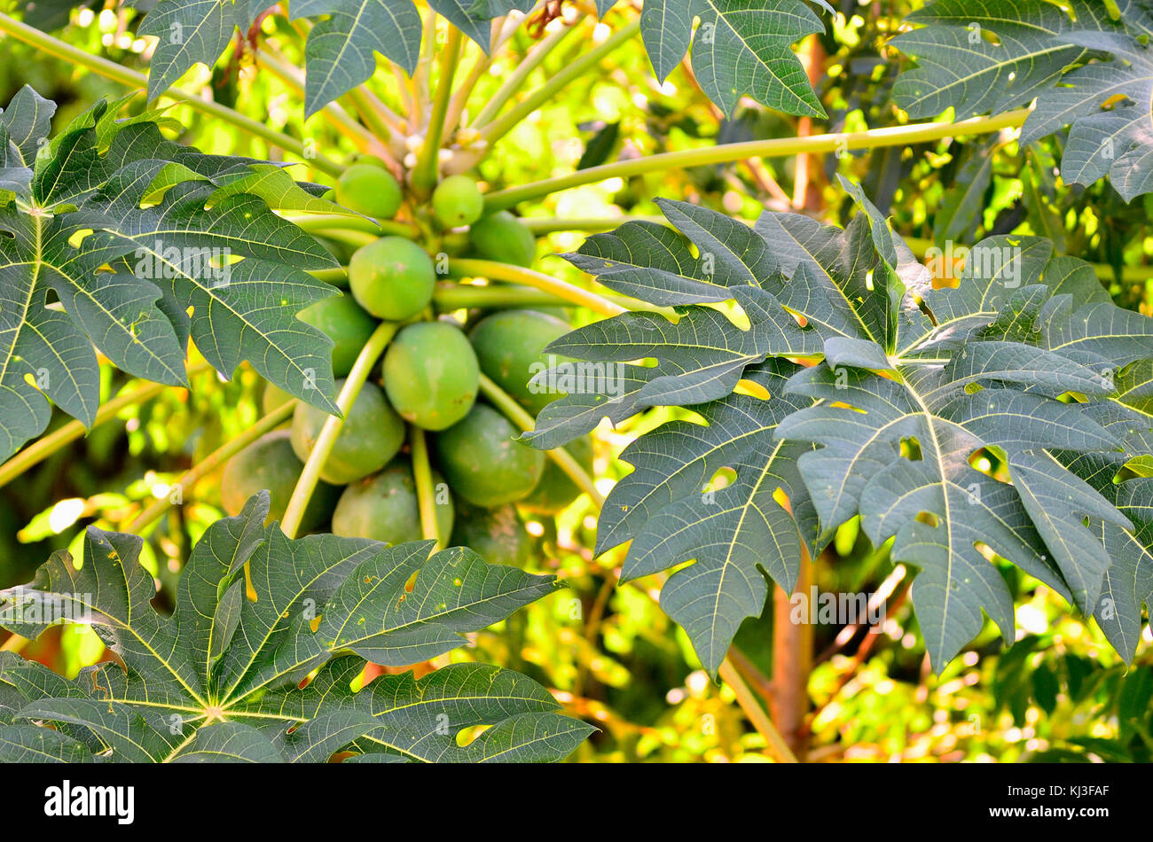Mamon hi-res stock photography and images - Alamy
