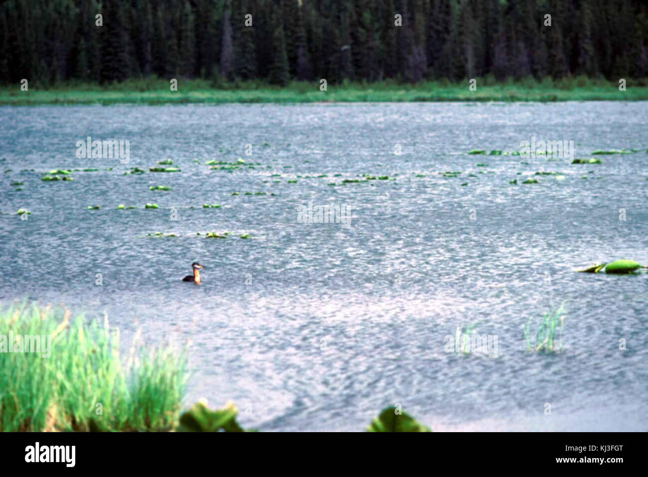 Waterfowl in swamp water Stock Photo - Alamy