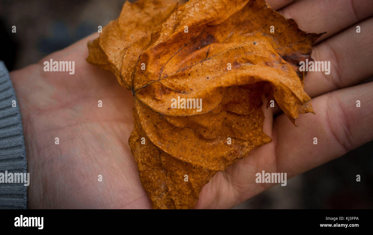 Autumn leaf color is hand Stock Photo - Alamy