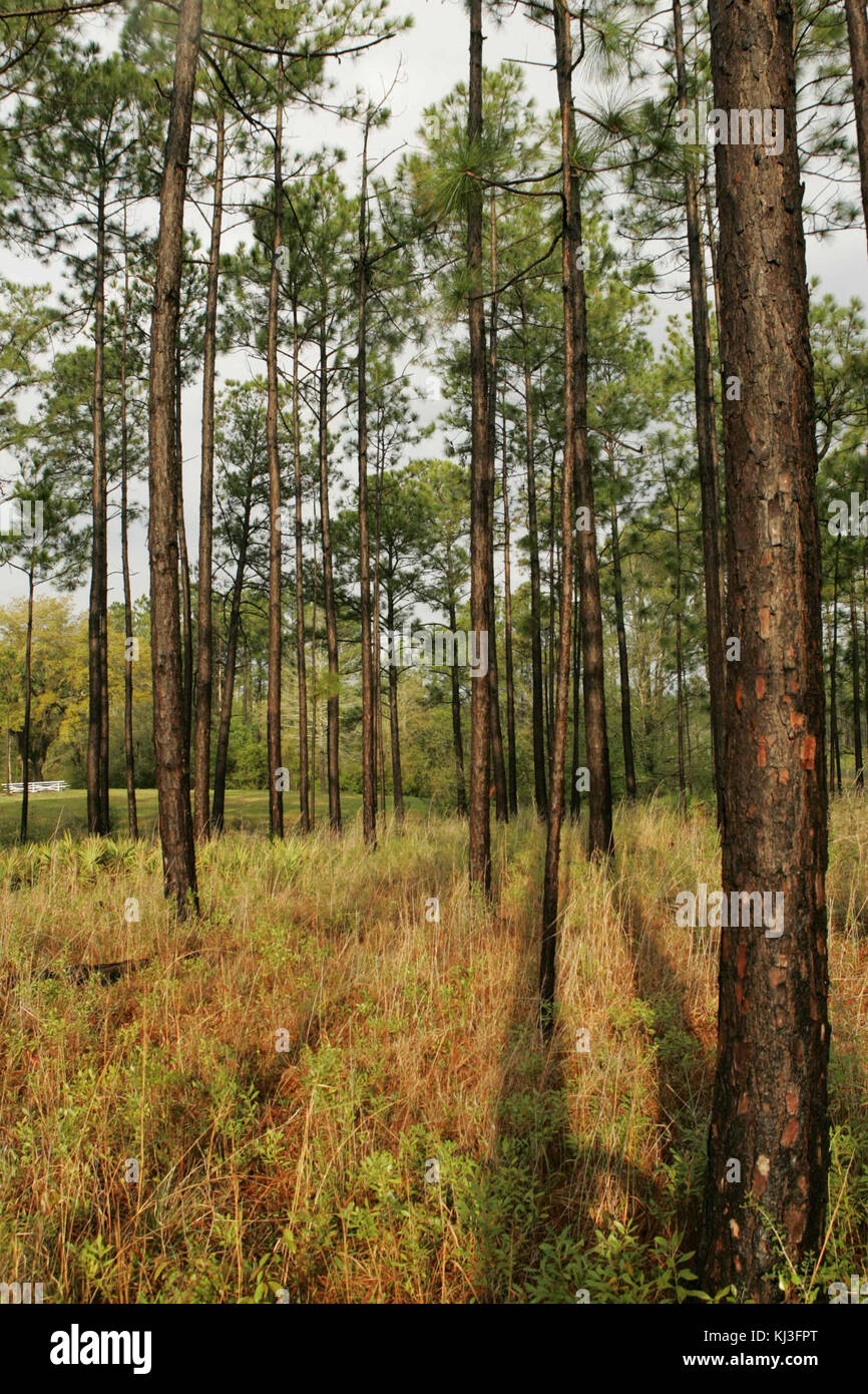 Longleaf pine forest hi-res stock photography and images - Alamy