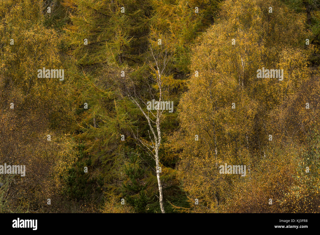 Trees in a forest in Autumn in Scotland Stock Photo - Alamy