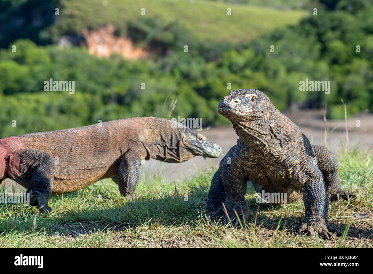 Portrait of the Komodo dragon ( Varanus komodoensis ) is the biggest ...