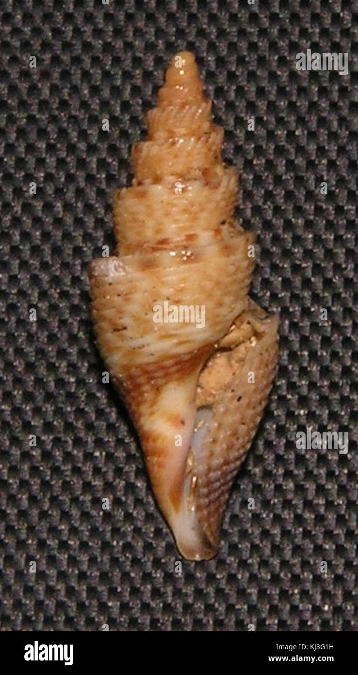 Fossata hi-res stock photography and images - Alamy