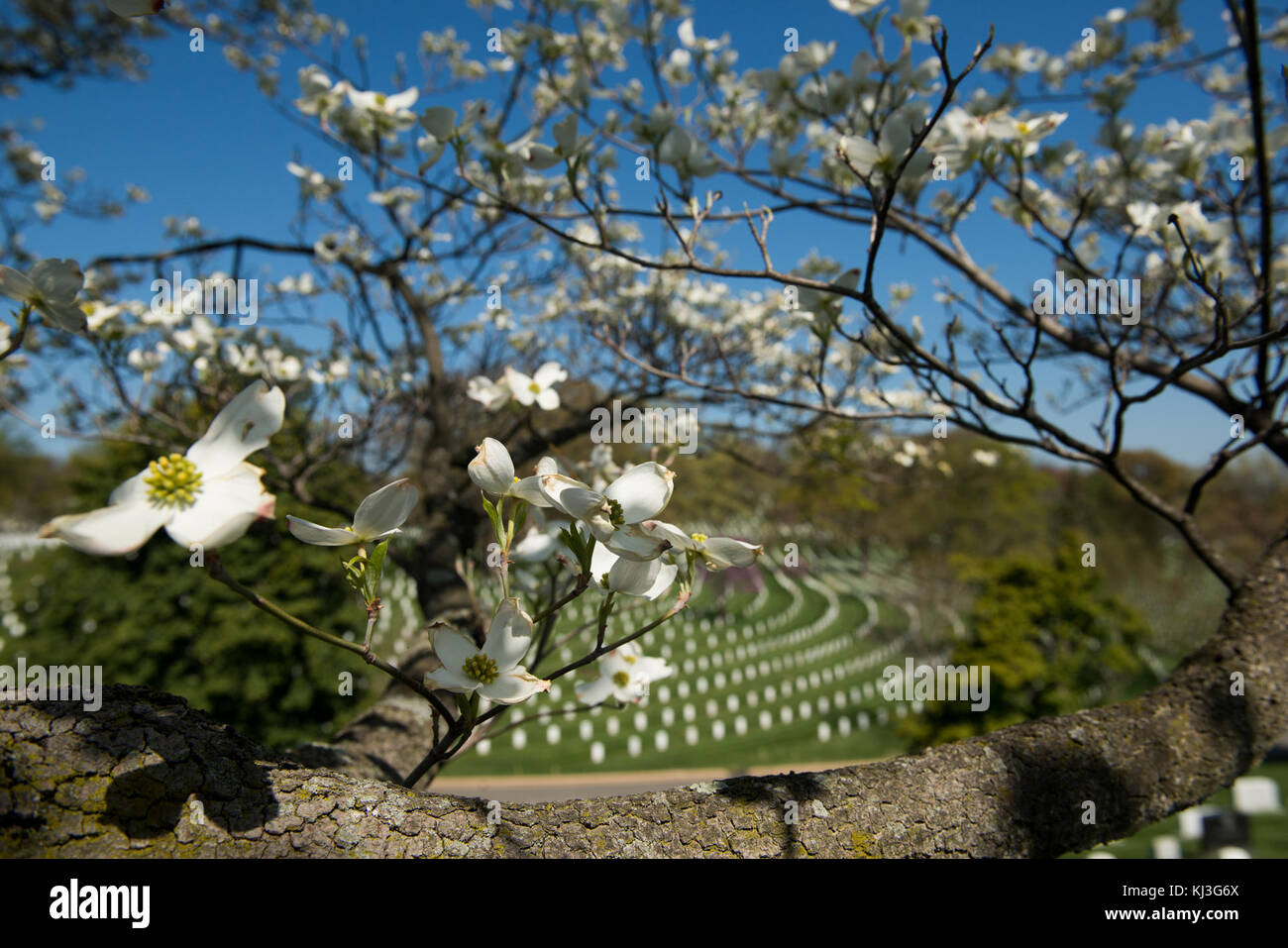 Spring in Arlington National Cemetery (26447954035 Stock Photo - Alamy