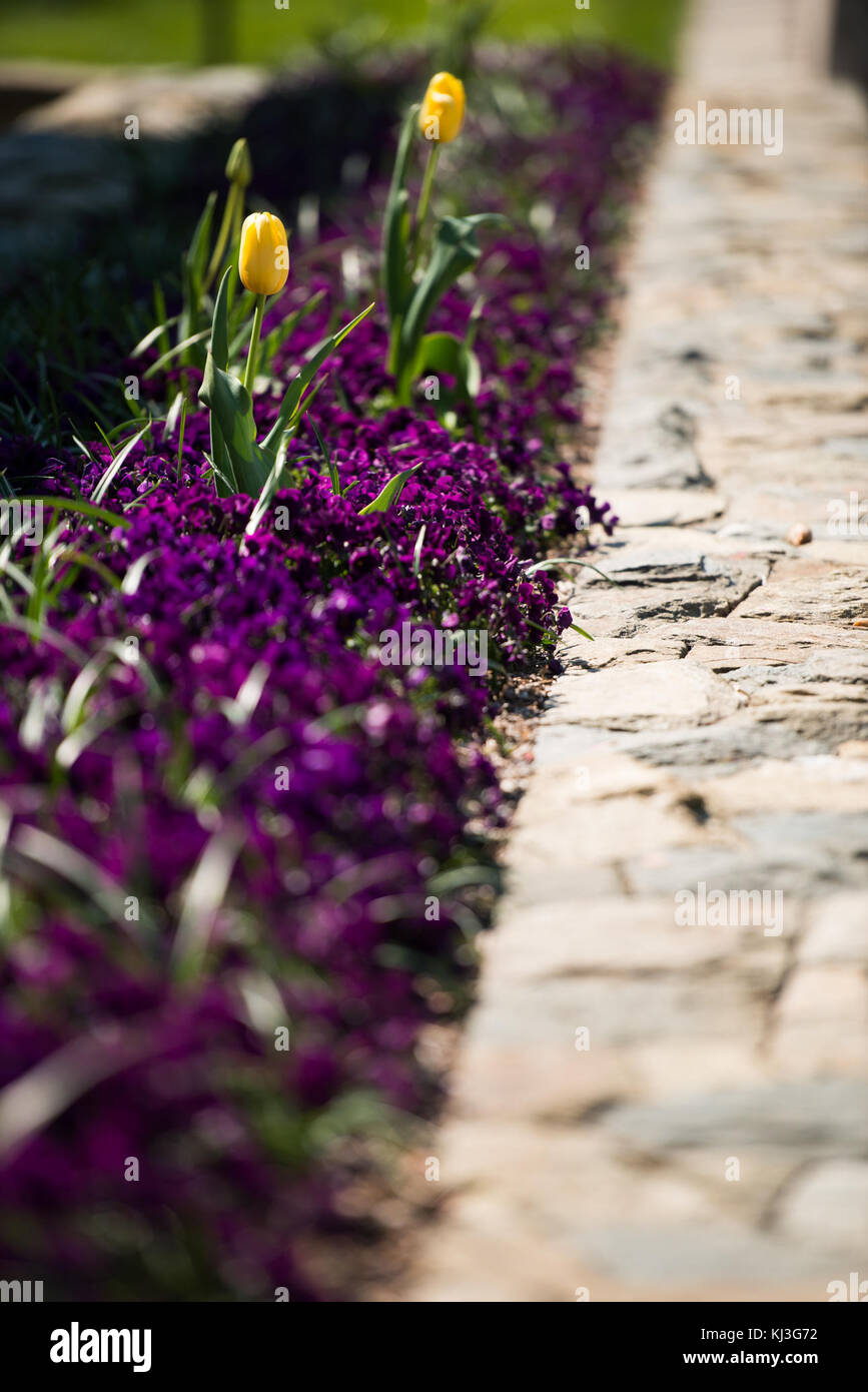Spring in Arlington National Cemetery (25843266084 Stock Photo - Alamy