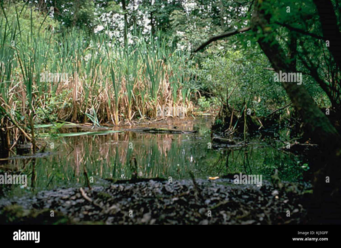 Wetlands in the rainforest Stock Photo - Alamy