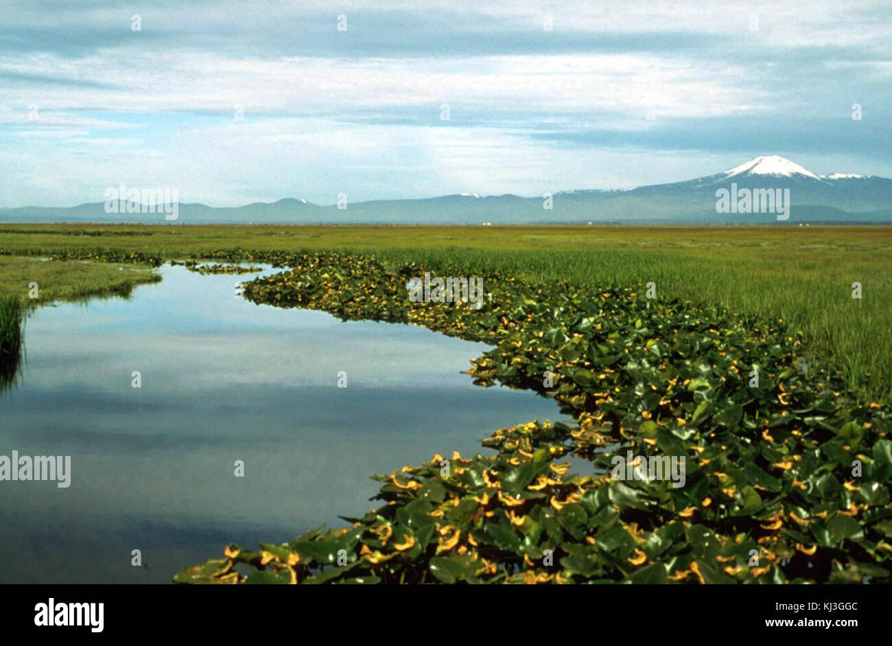 Wetlands marsh plants Stock Photo - Alamy