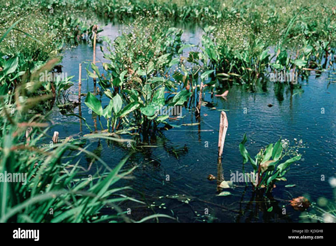 Wetlands restoration efforts have led to the flourishing of diverse ...