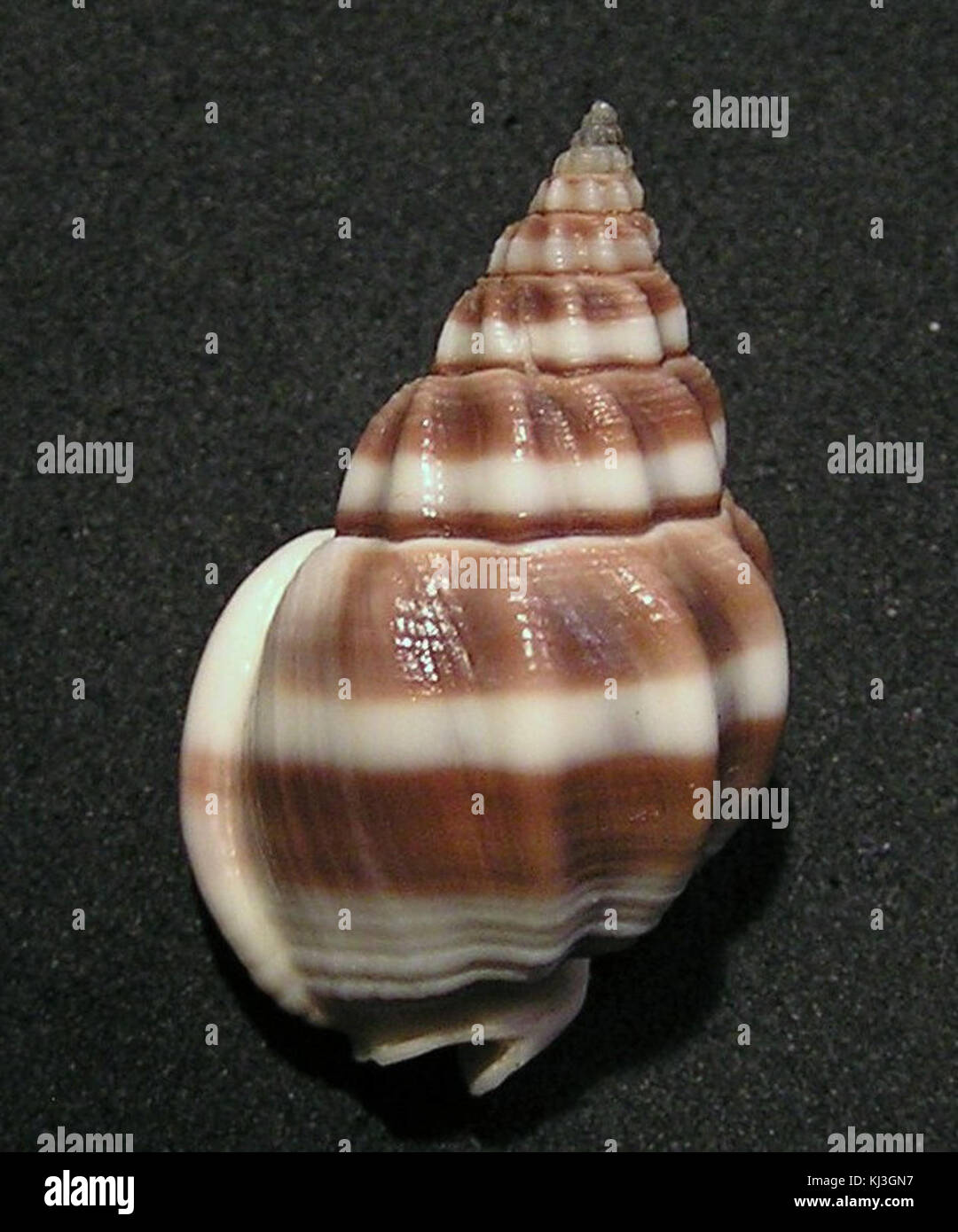 Nassarius stolatus 001 Stock Photo - Alamy