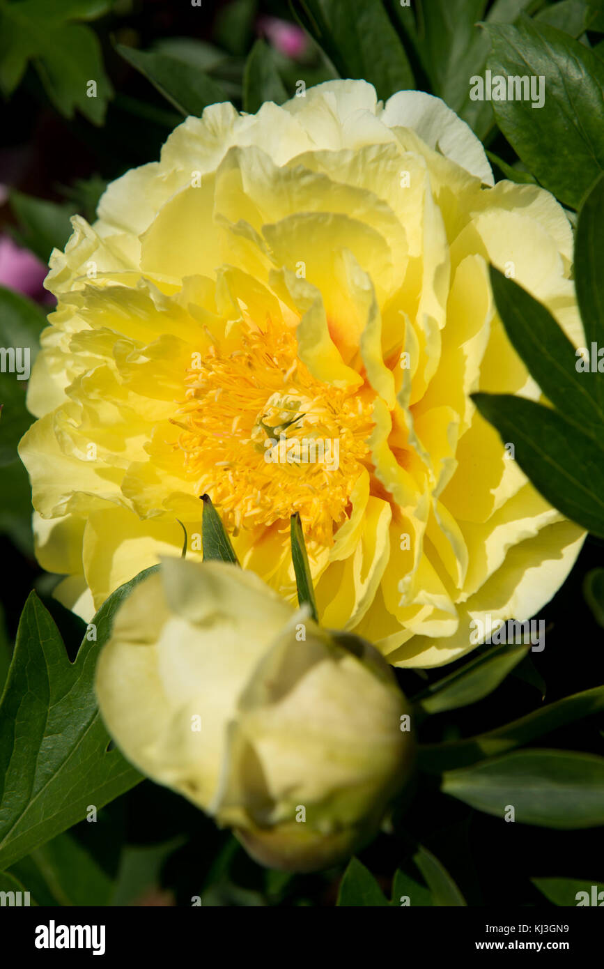 Tree peonies in Arlington National Cemetery (26510899604 Stock Photo ...