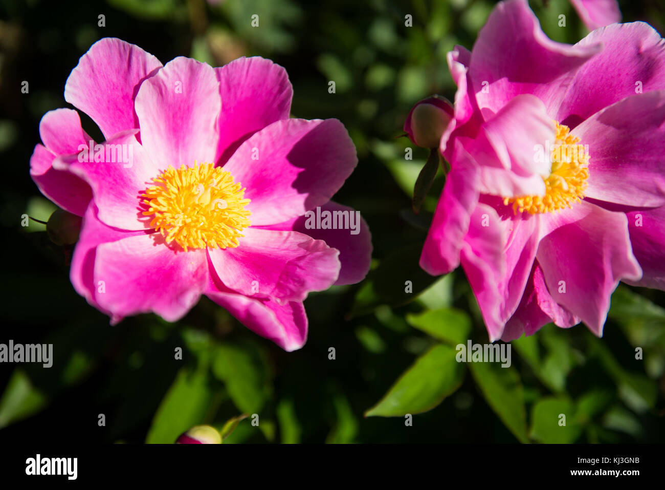 This photograph showcases tree peonies in bloom at Arlington National ...