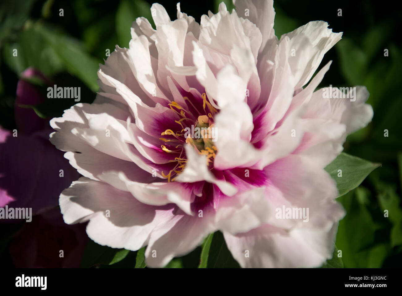 Tree peonies in Arlington National Cemetery (27047965951 Stock Photo ...