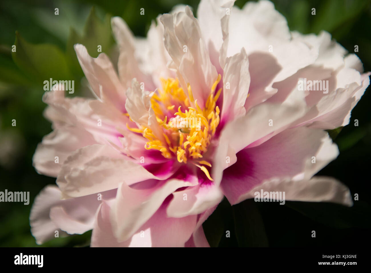 Tree peonies in Arlington National Cemetery (27047955601 Stock Photo ...
