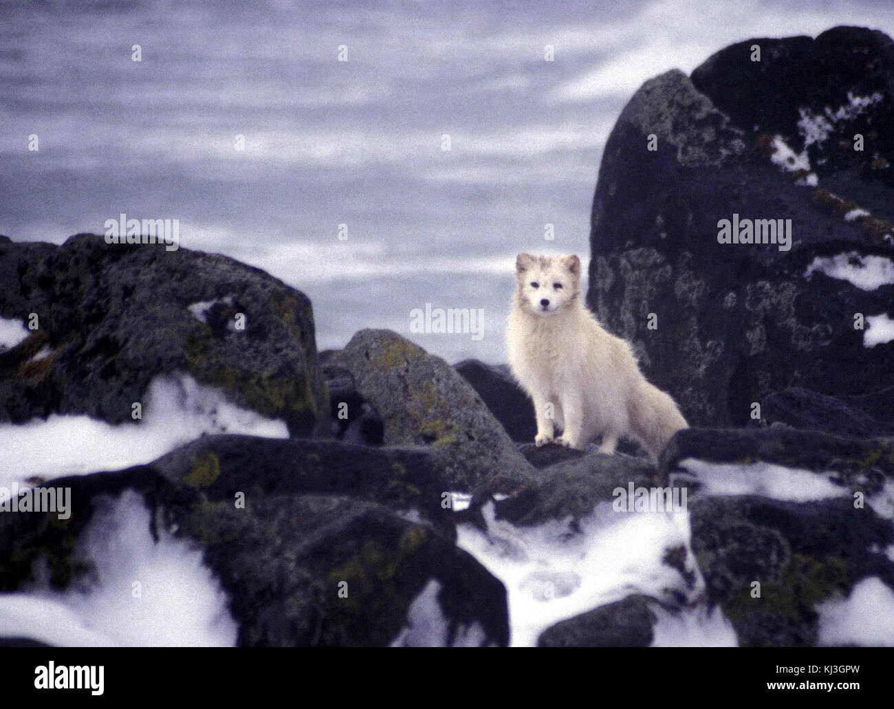 White arctic fox animal Stock Photo - Alamy