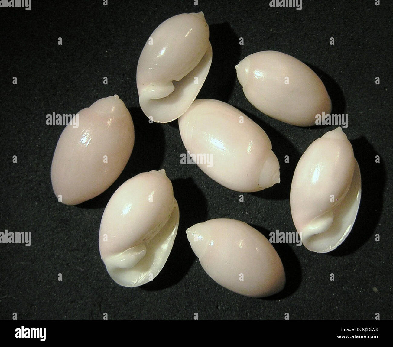 Pupa nitidula 001 Stock Photo - Alamy
