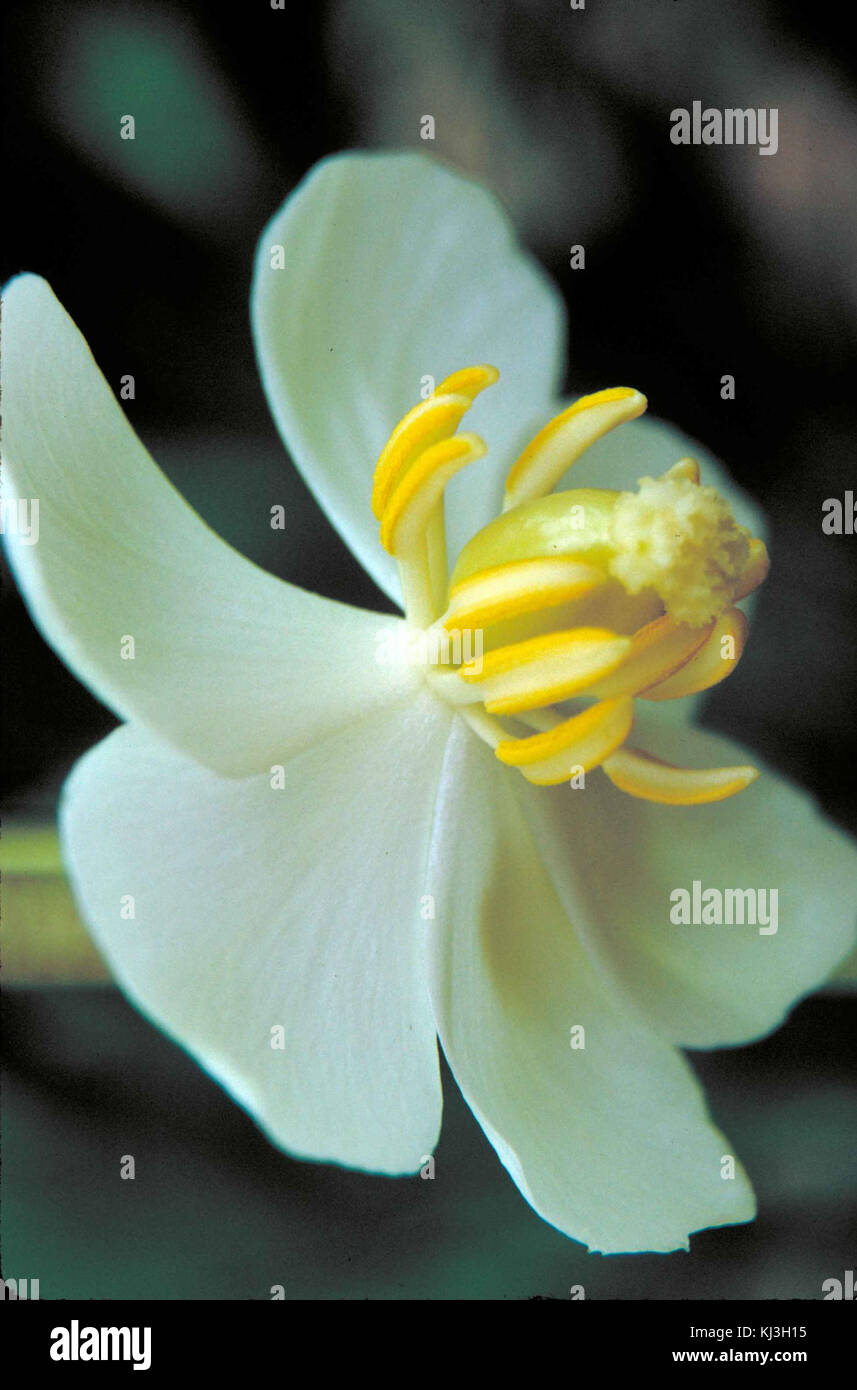 White flowered mayapple plant flower podophyllum peltatum Stock Photo ...