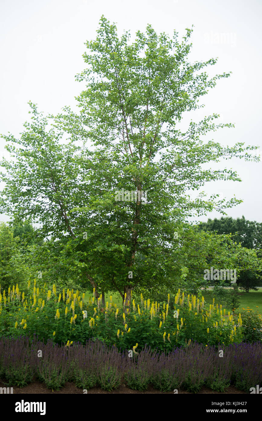 Flowering plants and a native river birch tree (27401979232 Stock Photo ...
