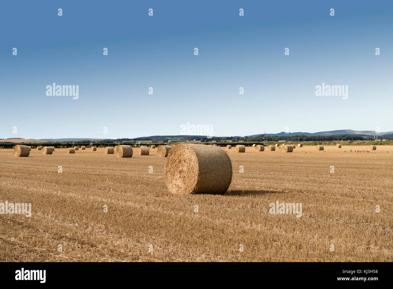 Hay bales in a farmers field in Autumn in Scotland Stock Photo - Alamy