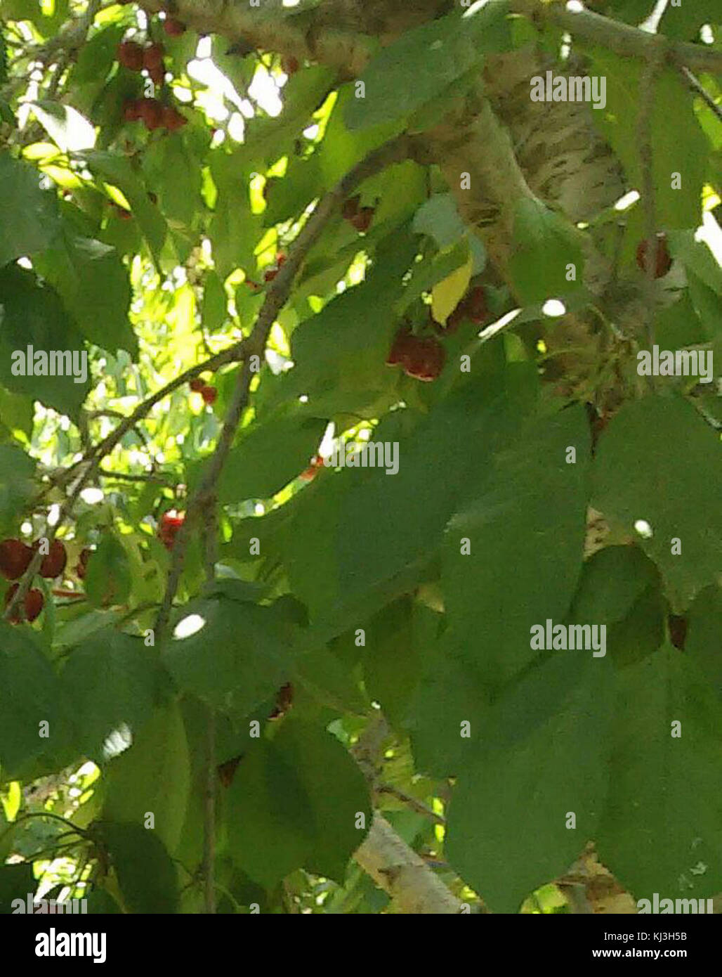 Israel 48971 Geography of Israel Stock Photo - Alamy