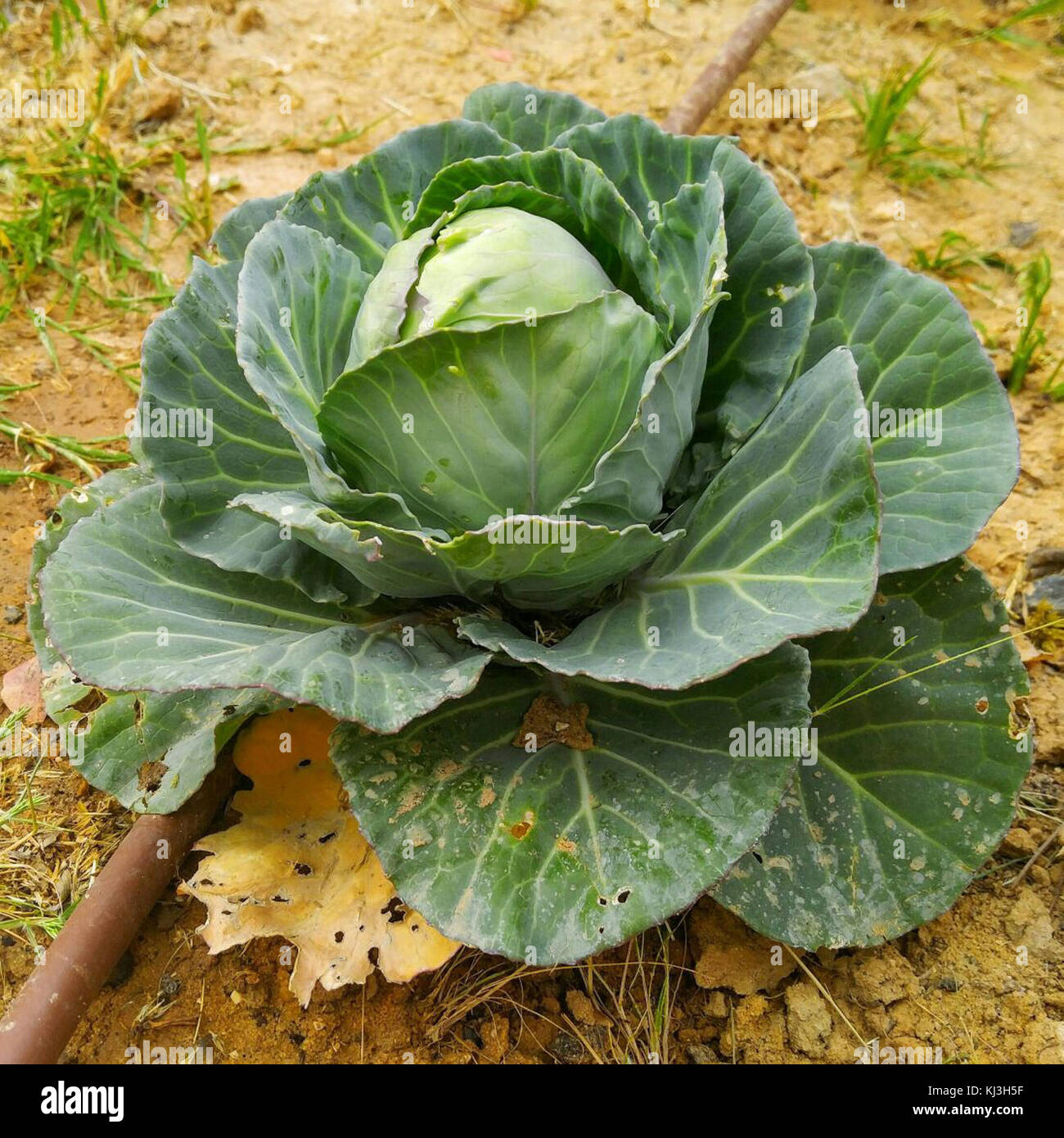 Israel 48974 Geography of Israel Stock Photo - Alamy