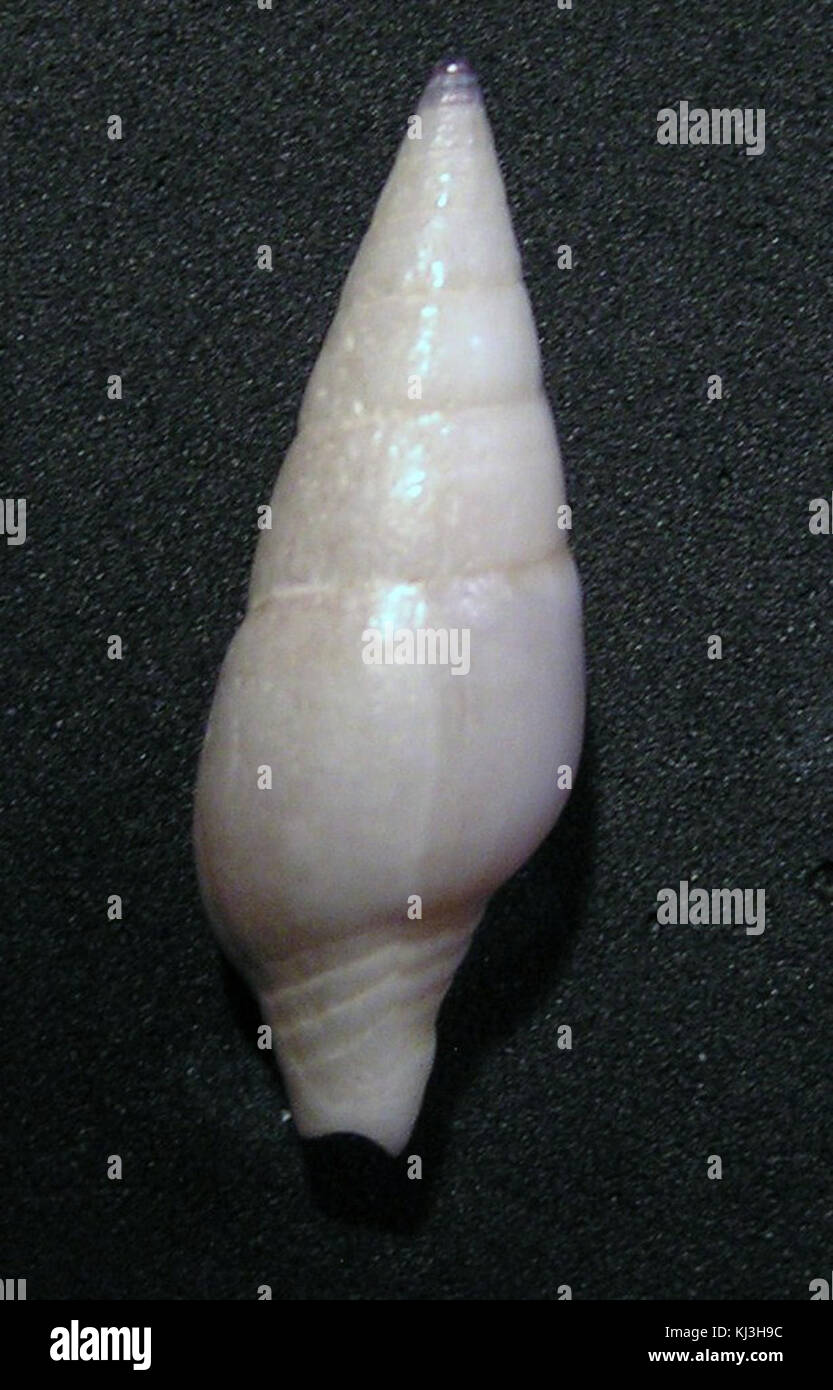 Perrona hi-res stock photography and images - Alamy