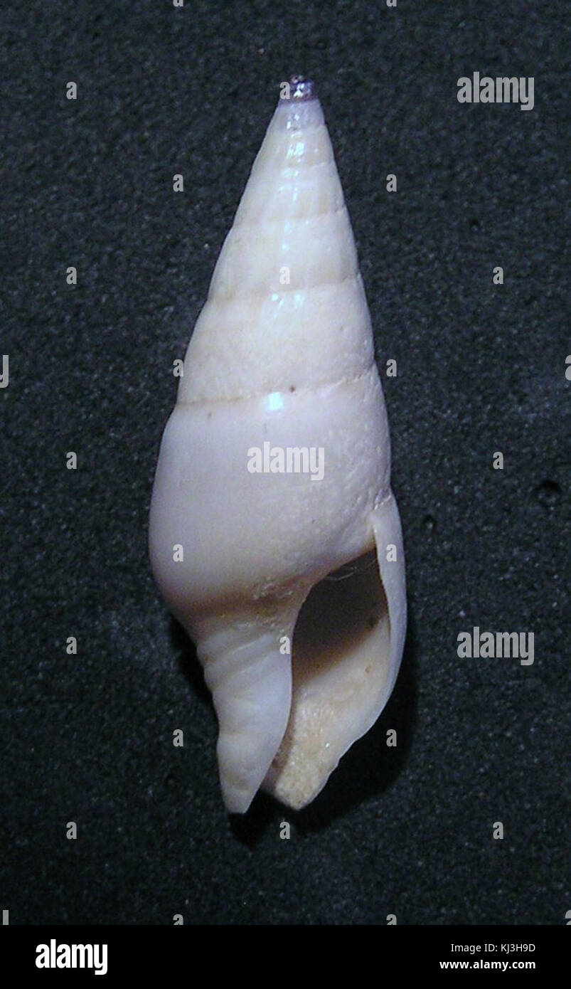 Perrona aculeiformis 003 Stock Photo - Alamy