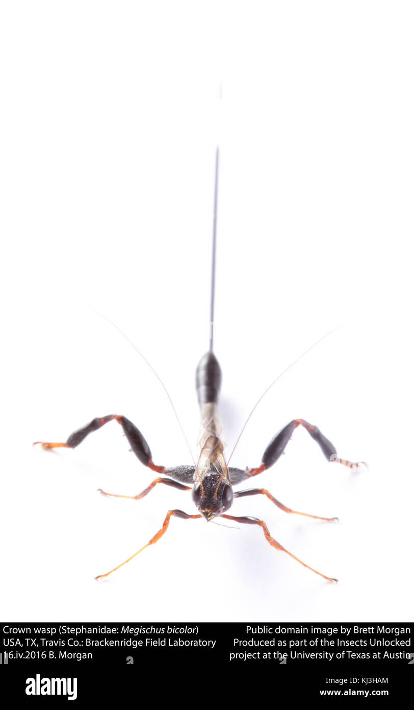 Crown wasp (Stephanidae- Megischus bicolor) (27142881794 Stock Photo ...