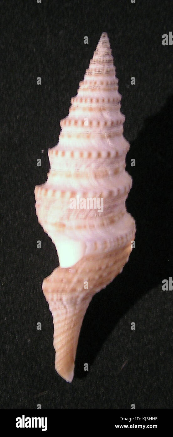 Turricula granobalteus 002 Stock Photo - Alamy