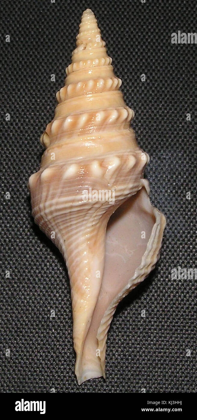 Turricula javana 002 Stock Photo - Alamy