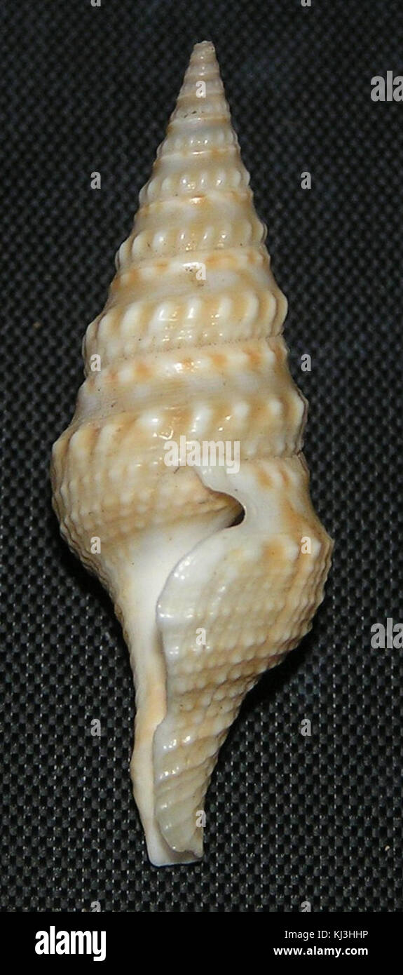 Turricula High Resolution Stock Photography and Images - Alamy