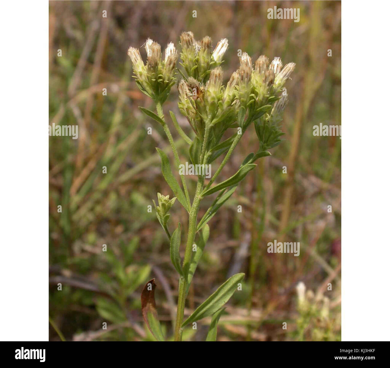 White top aster aster curtus Stock Photo - Alamy