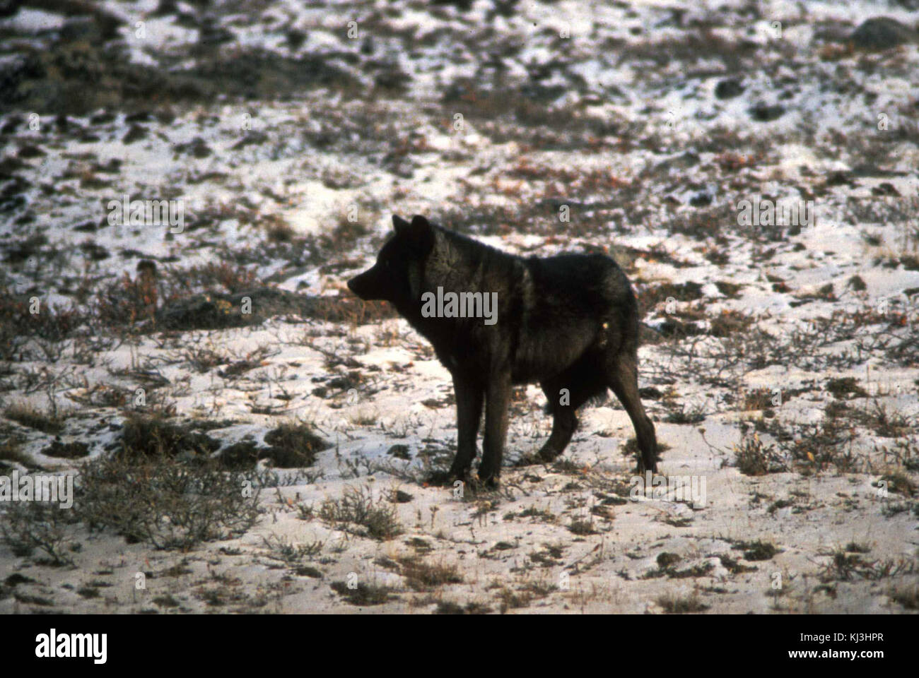Melanistic Wolf Pup