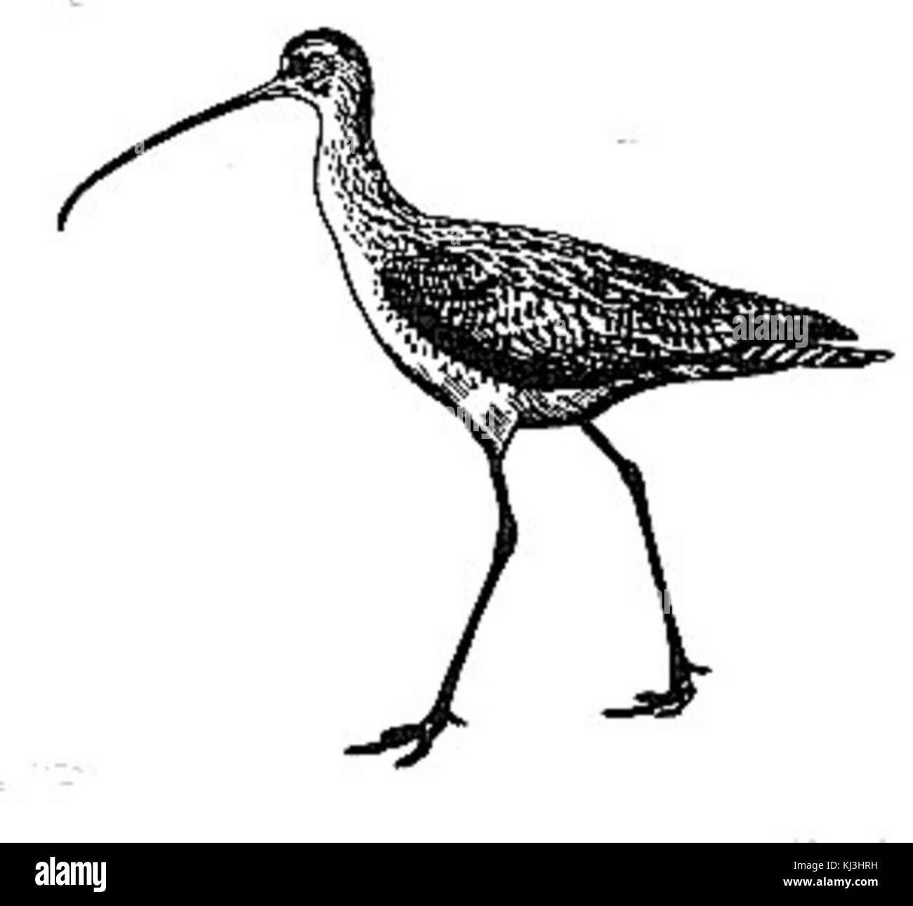 A line art drawing of birds, showcasing a minimalist and detailed ...