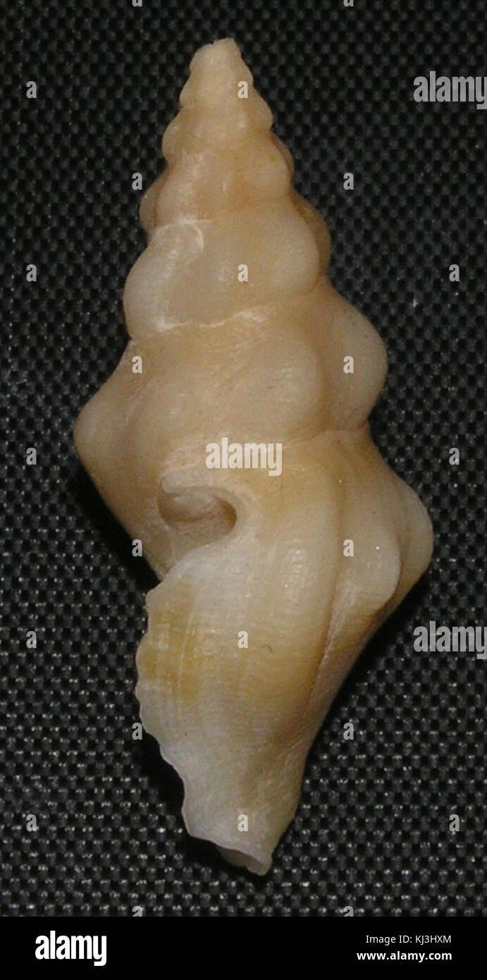 Clavus obliquicostatus 001 Stock Photo - Alamy