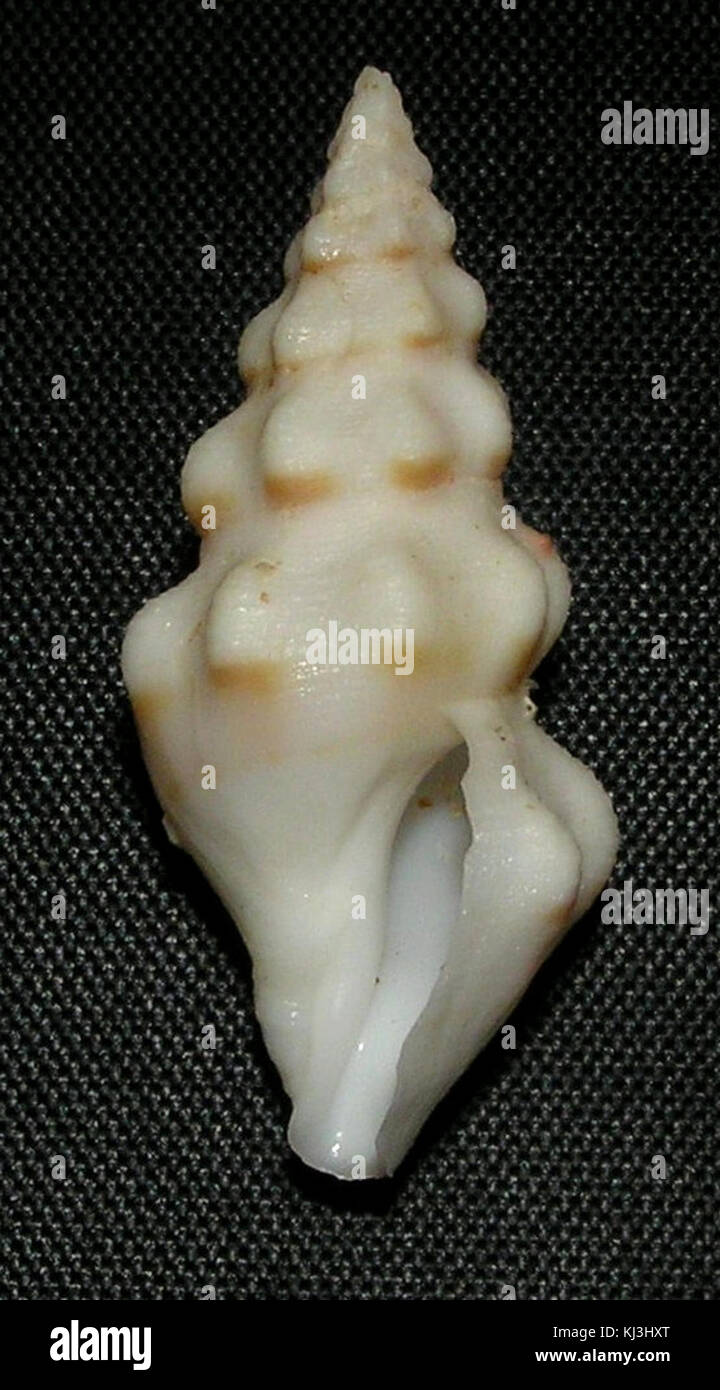 Clavus unizonalis 002 Stock Photo - Alamy