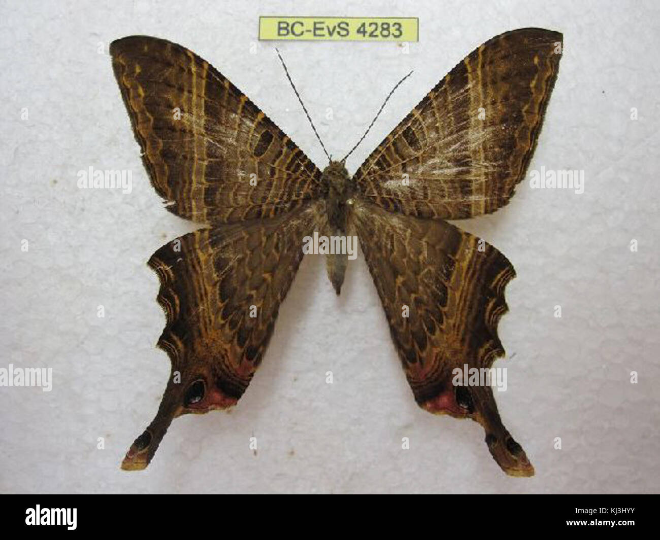 Lunus hi-res stock photography and images - Alamy