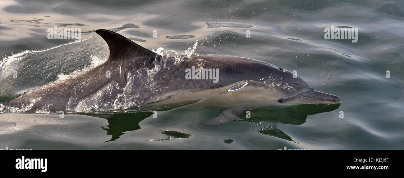 Dolphin, swimming in the ocean. Dolphin swim and jumping from the water ...
