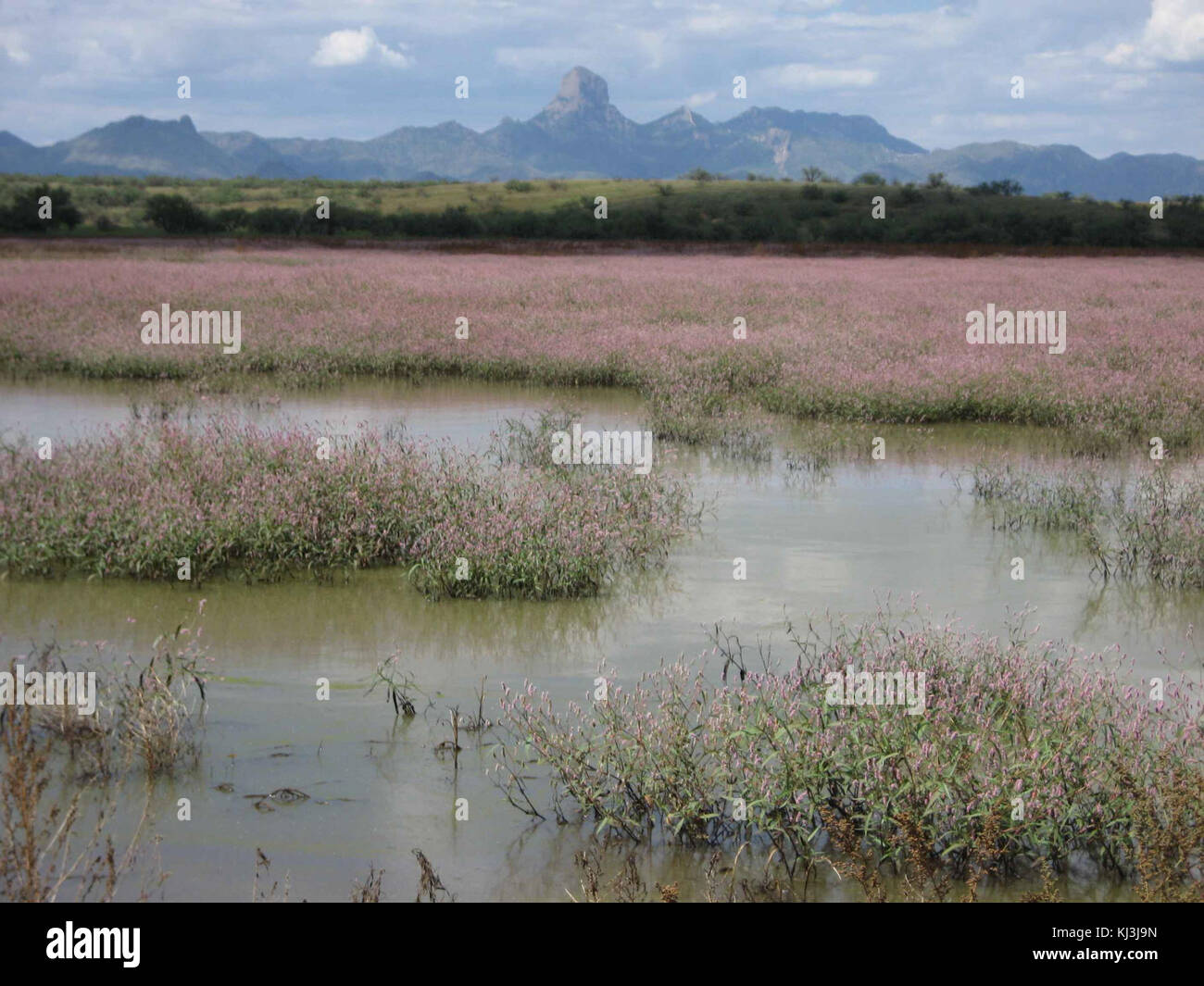 Wildflowers growing around a body of water, creating a natural, scenic ...