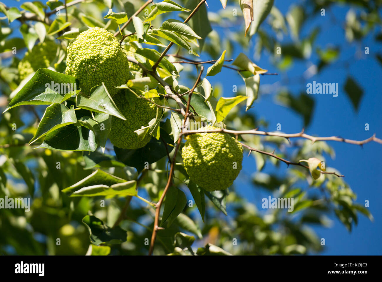 Osage orange tree hi-res stock photography and images - Alamy