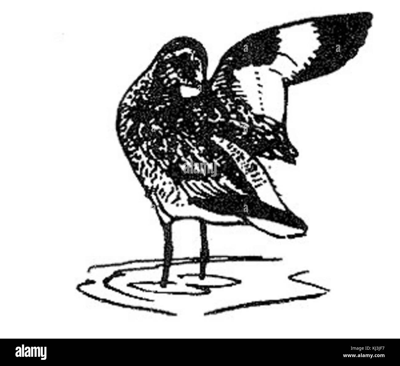 Bird identification art Black and White Stock Photos & Images - Alamy