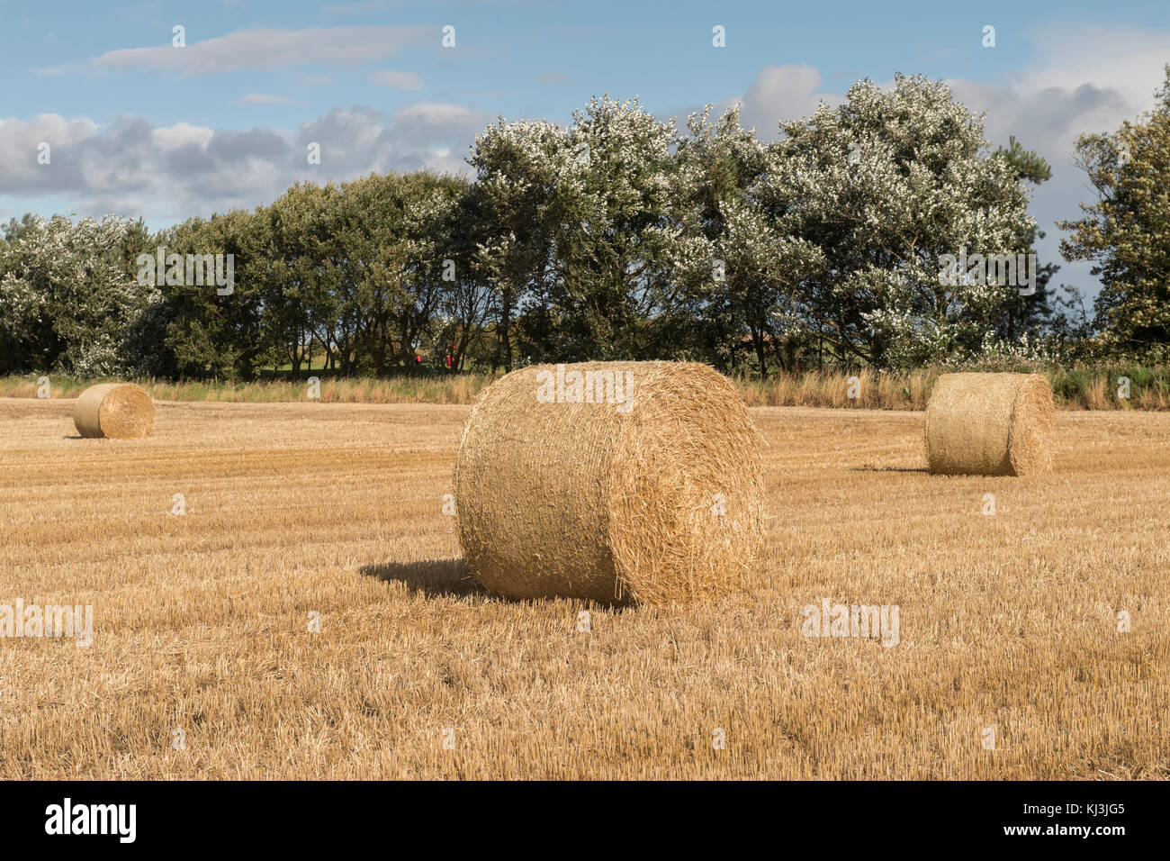 Hay bales in a farmers field in Autumn in Scotland Stock Photo - Alamy