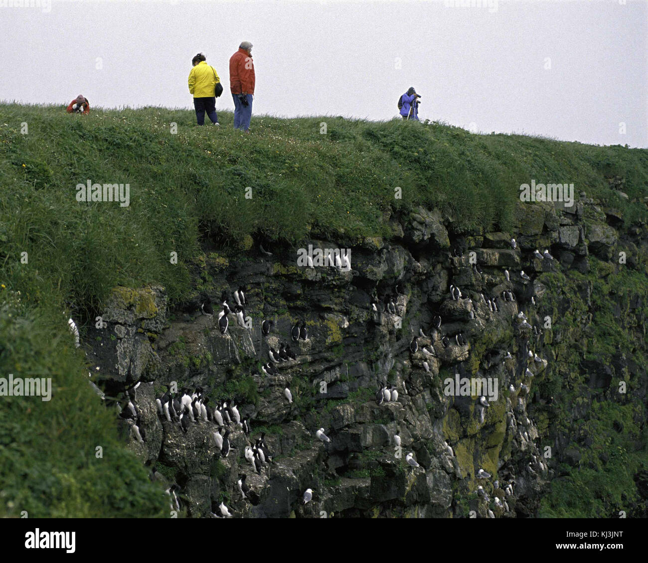 Birdwatching and photography at alaska maritime national wildlife ...