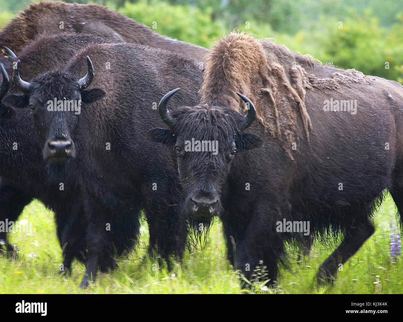 Wood bison or mountain buffalo bison bison athabascae Stock Photo - Alamy
