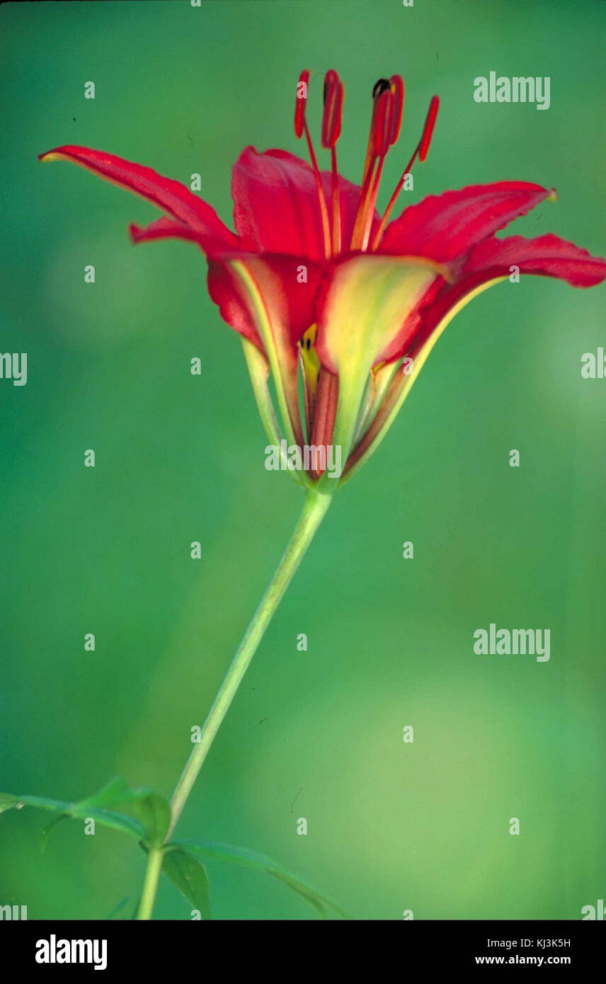 Wood lily flower lilium philadelphicum with bright red petals and ...